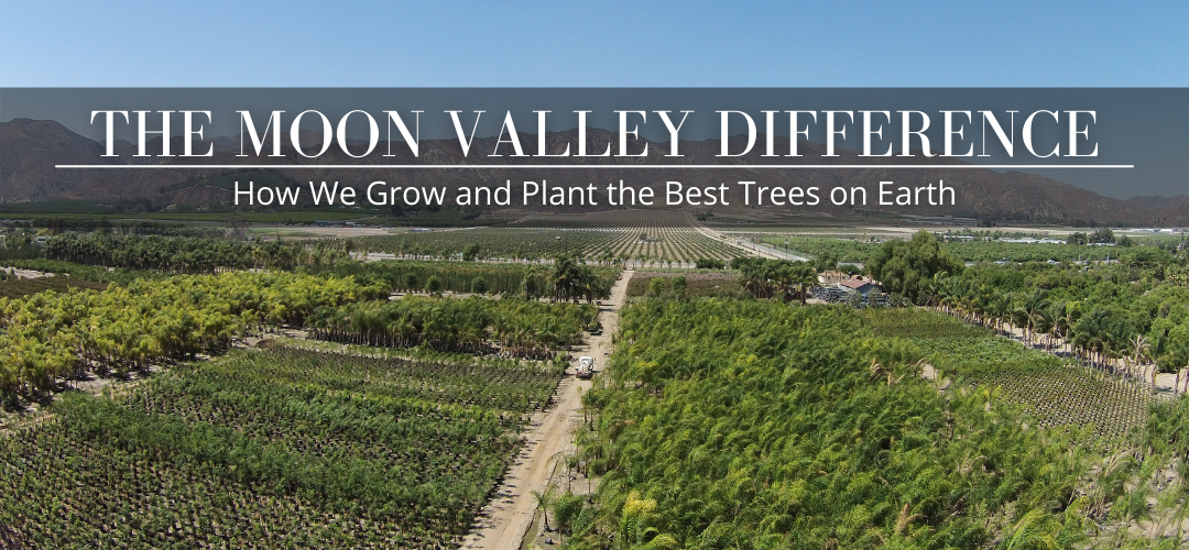 THE MOON VALLEY DIFFERENCE: HOW WE GROW AND PLANT THE BEST TREES ON EARTH